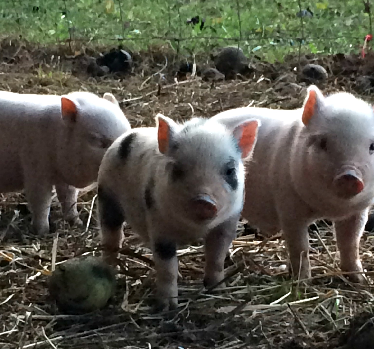 Potbelly Piglets – Waking the Dead – Farm Fresh For Life – Real Food ...