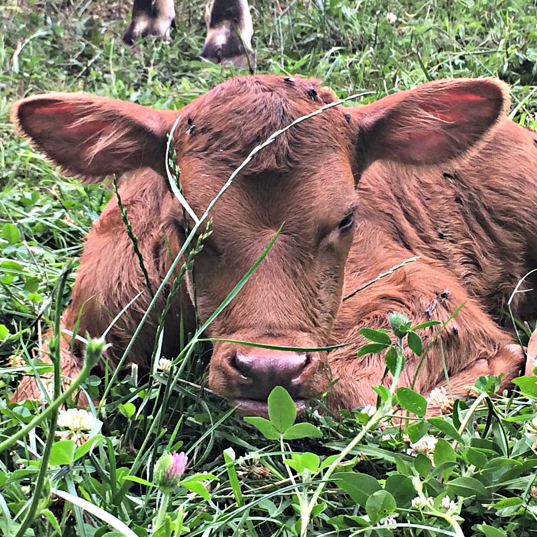 Help- My Cow Just Calved – Farm Fresh For Life – Real Food for Health ...
